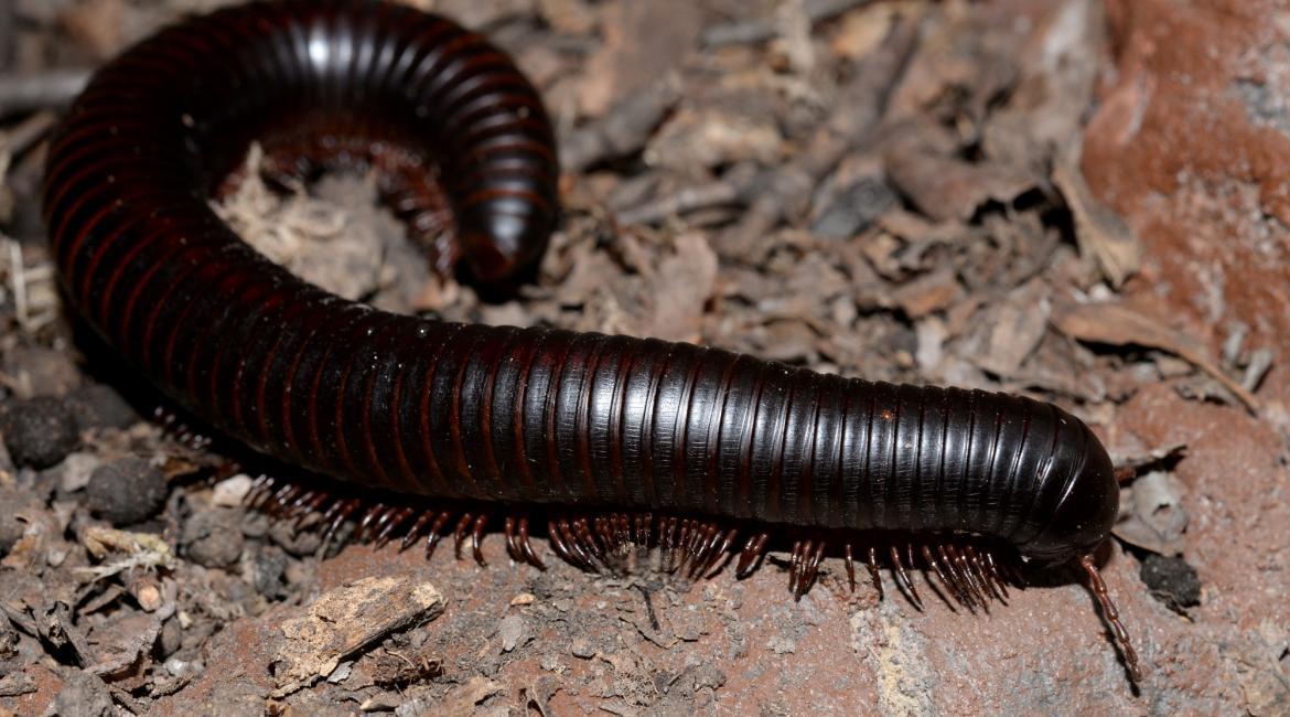 Poznávačka - ekosystémy :: Bio-che