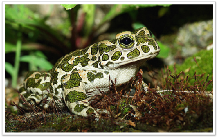 Poznávačka plazi :: Bio-che