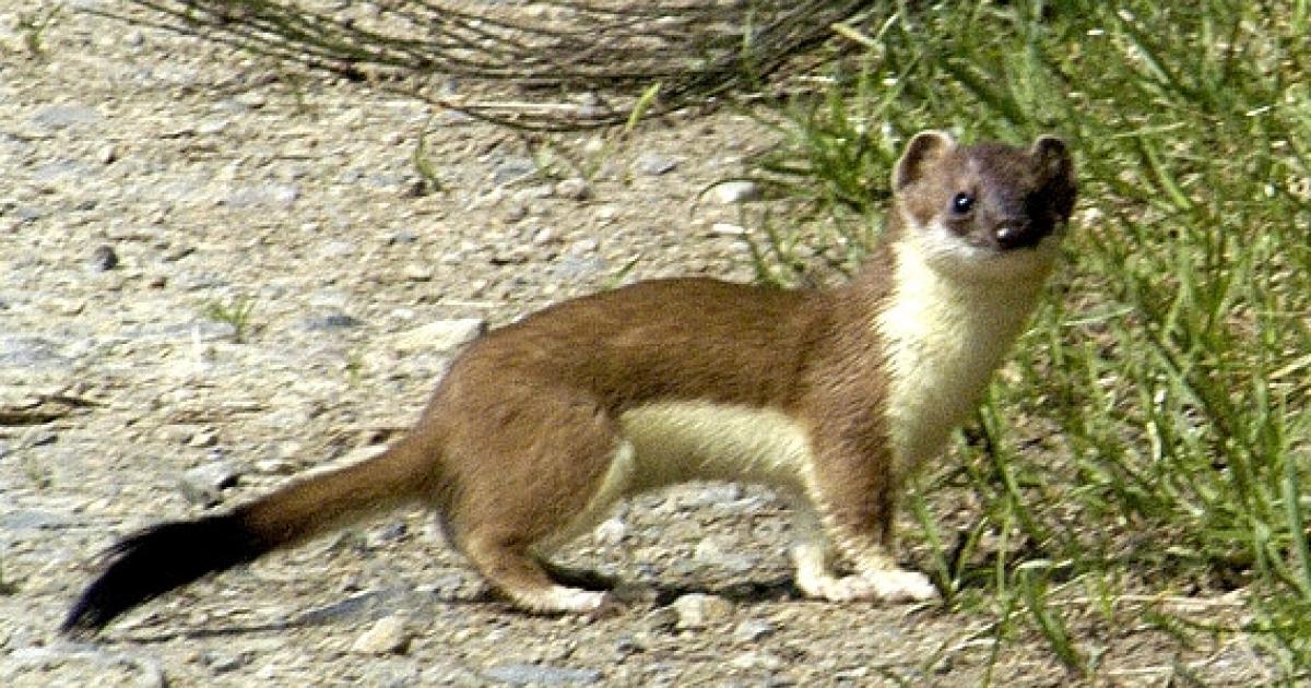 Poznávačka - suchozemské ekosystémy :: Bio-che