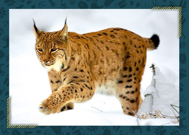 Poznávačka - suchozemské ekosystémy :: Bio-che